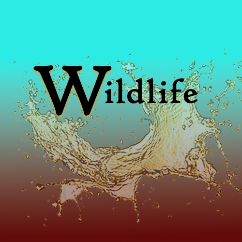 Wildlife Limited Edition Series by Alan Goldberg – Limited Editions by Alan